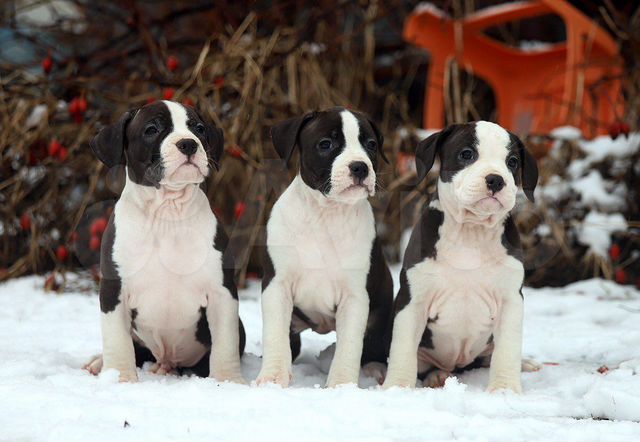 Щенки американского стаффтерьера