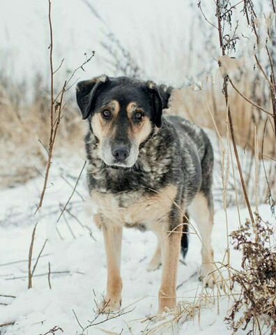 Собака Терра в дар