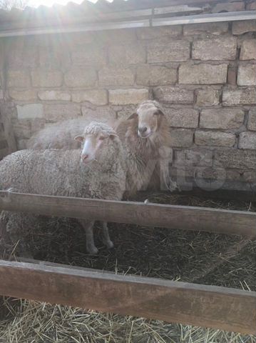 Бараны гиссарские на племя