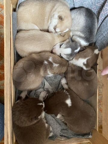 Щенки хаски