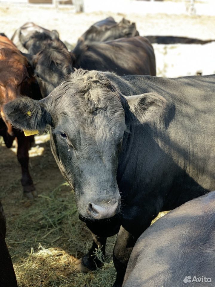 Бык Абердин Ангус кошерное мраморное мясо говядина