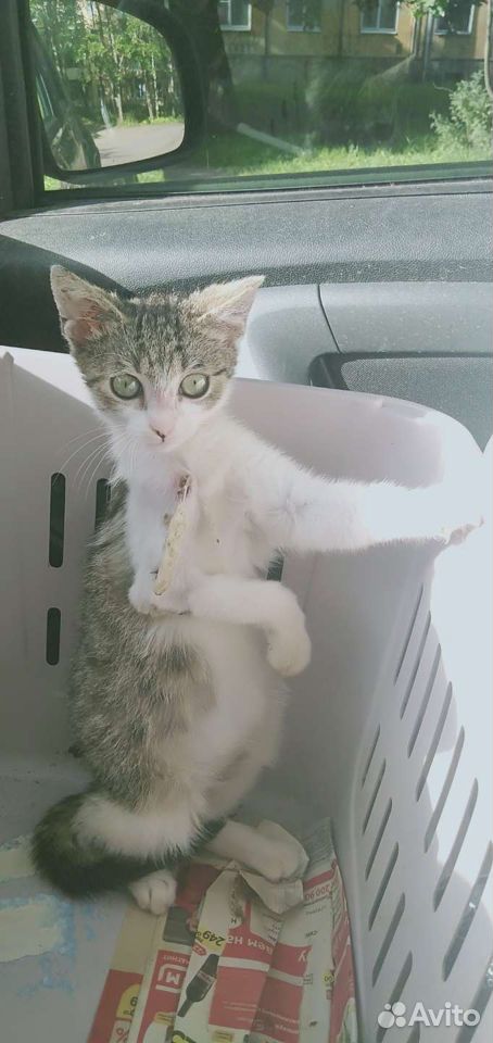 Котенок Маркус. отдам особенного котенка. поиск до