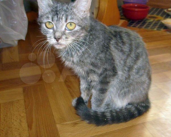 Варя, снежный котёнок 4 месяцев, ищет дом