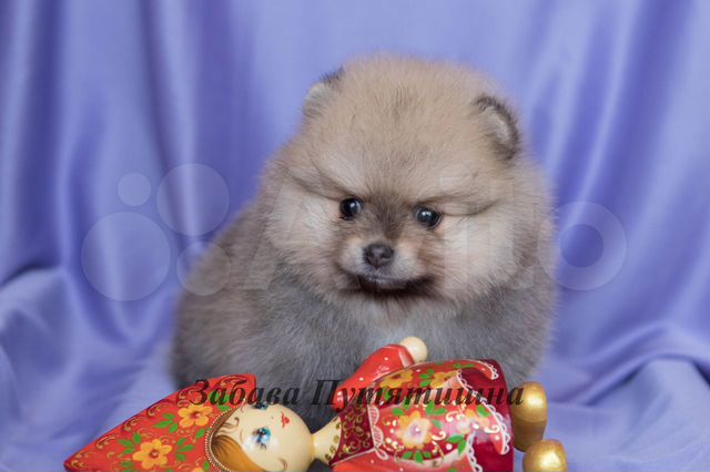 Шпиц девочка карликовая