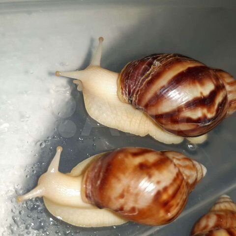 Улитка Ахатина