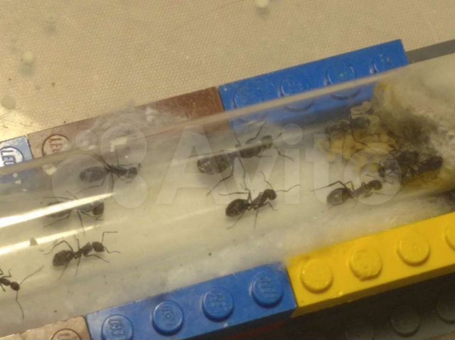 Муравьи вида Camponotus Parius