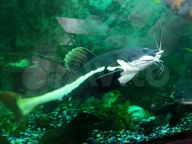 Аквариумные рыбки