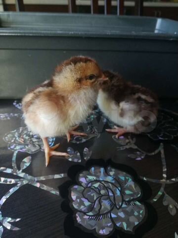 Цыплята-несушки, доминанты