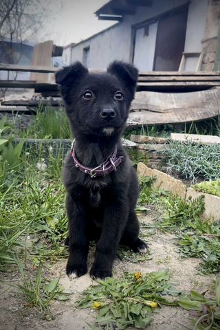 Щенок Рада ищет свою семью