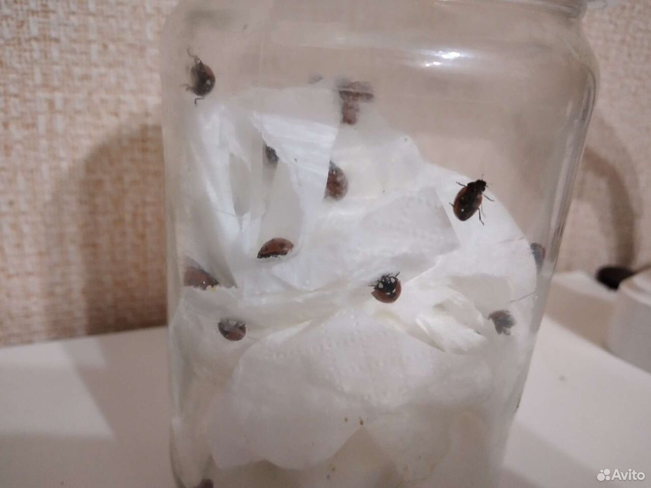 Божьи коровки