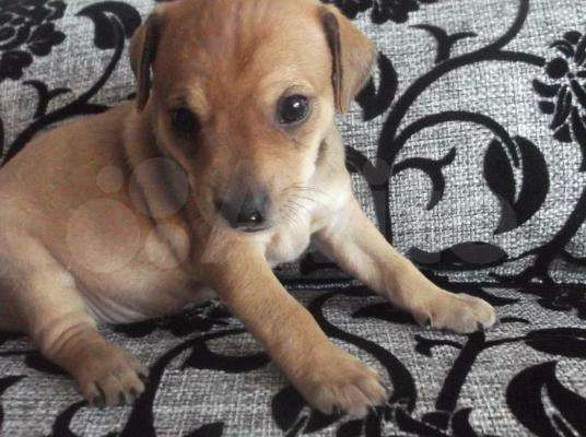 Цвергпинчер, щенок