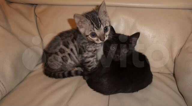 Бенгальские котята продажа