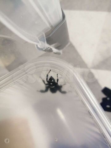 Паук скакунчик