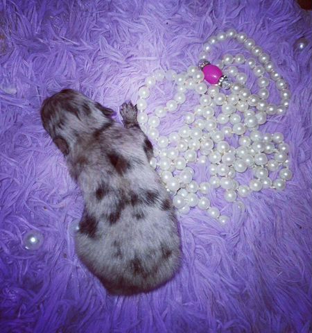 Микро малышики померанского шпица медвежонок