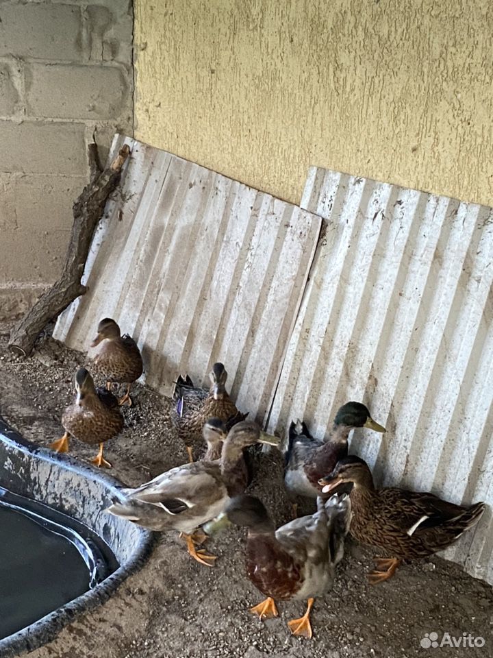 Утки,Селезни