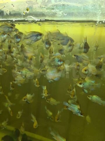 Рамирези электрик блю собственного разведения