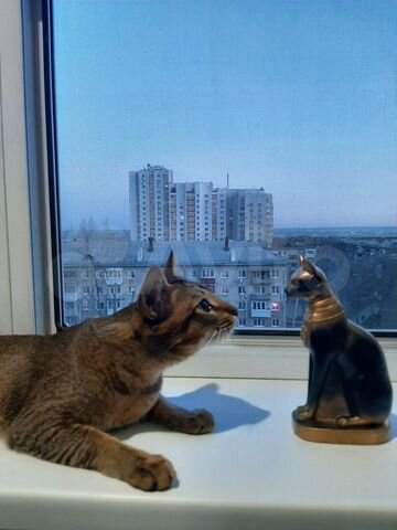 Абиссинский котик приглашает кошечку на вязку (цен