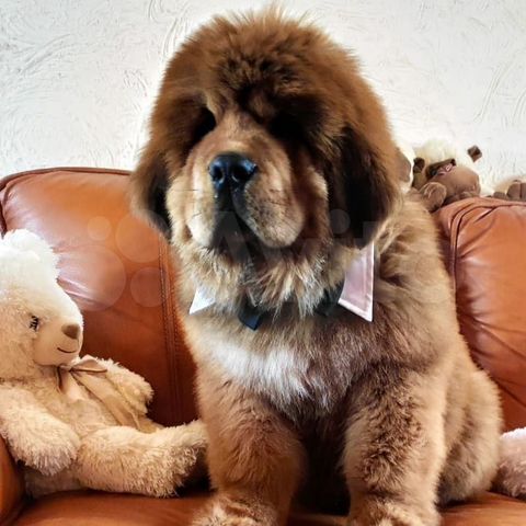 Продам щенков Тибетского мастифа