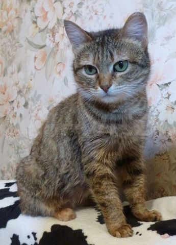 Кошка Симона (европейская)