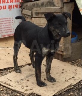 Красивый и смелый щенок ищет своих друзей