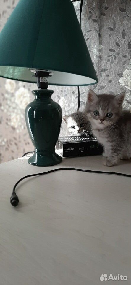 Котята