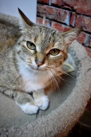 Кошечка Полли 1,5 года