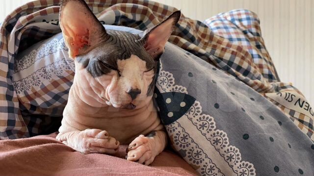 Канадский сфинкс