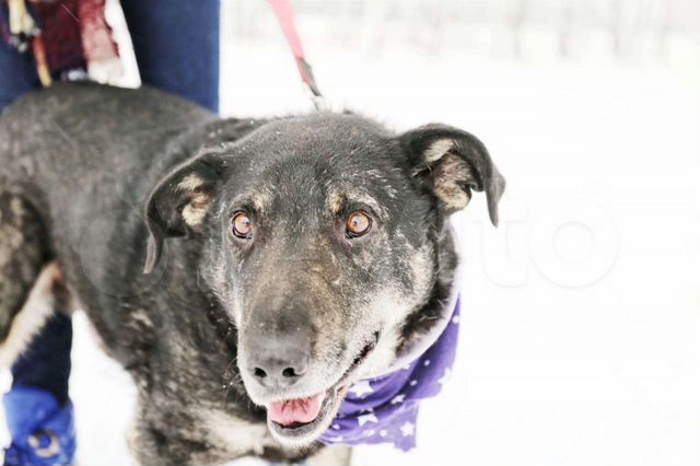 Взрослый пёс Захар замерзает в приюте