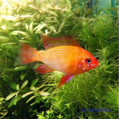 Апистограмма рамирези золотая