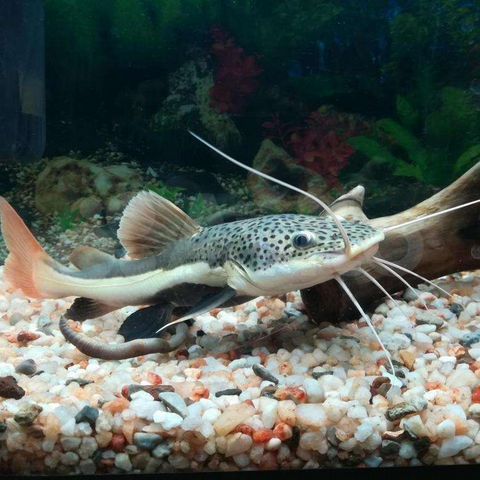 Фрактоцефал, краснохвостый сом