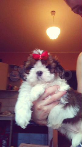 Фантастичечки красивый Стенли